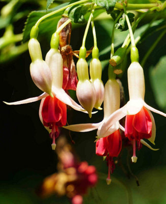 Fuchsia Mandarin Cream - Set Of 3 Young plants