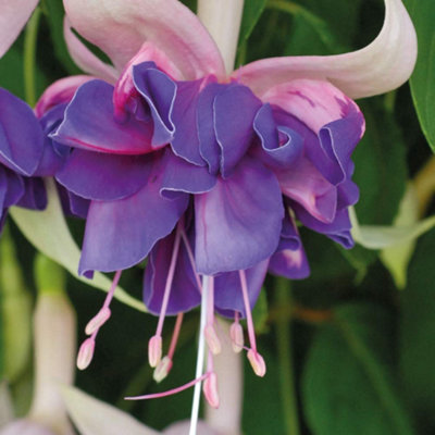 Fuchsia Marbeller Double Pink-Blue 5 PostiPlug Plants