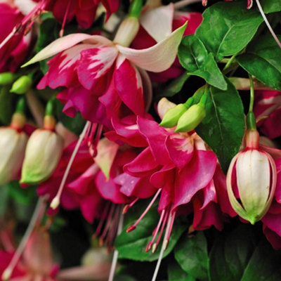 Fuchsia Marbeller Double White-Pink 10 PostiPlug Plants