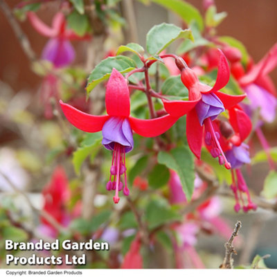 Fuchsia Quarter Standard Angela 19cm Potted Plant x 1