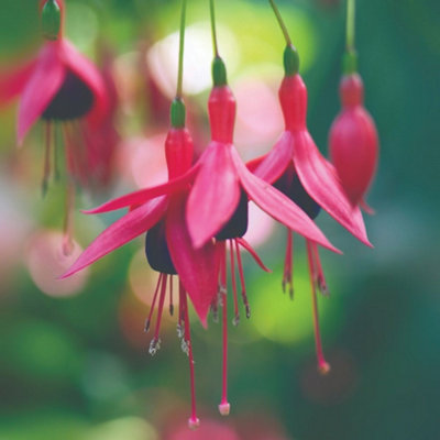 FUCHSIA RICCARTONII 3 LITRE POTTED PLANT X 1