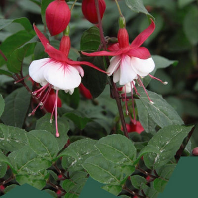 Fuchsia Snowcap 3 Litre Potted Plant x 1