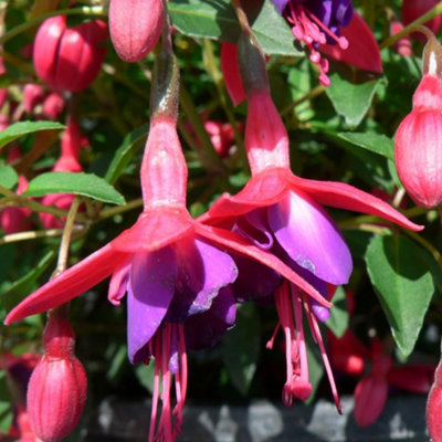 FUCHSIA TOM THUMB 1 LITRE POTTED PLANT X 1