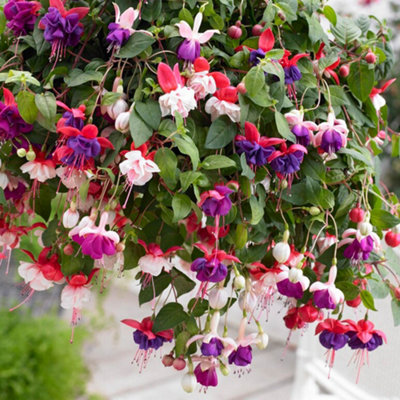Fuchsia Trailing Collection plug x 12 | DIY at B&Q