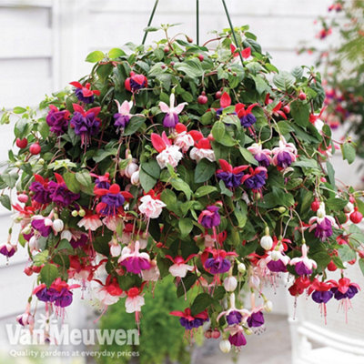 Fuchsia Trailing Mixed 2023 10 Plug Plants