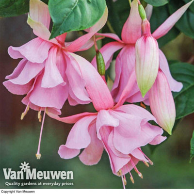 Fuchsia Trailing Pink Elephant 5 Plug Plants