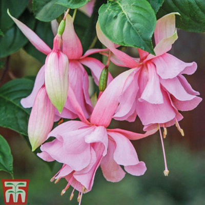 Fuchsia Trailing Pink Elephant Julie Horton Plug Plant x 1