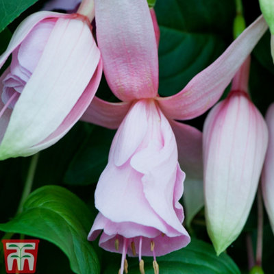 Fuchsia Trailing Pink Elephant Julie Horton Plug Plant x 20