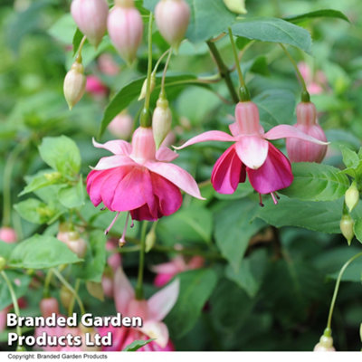 Fuchsia Whip (Half -hardy) Garden News 9cm Pot x 1