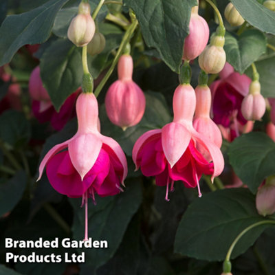 Fuchsia Whip (Half -hardy) Garden News 9cm Pot x 1