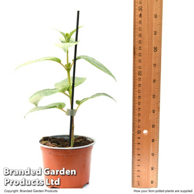 Fuchsia Whip (Half -hardy) Garden News 9cm Pot x 1
