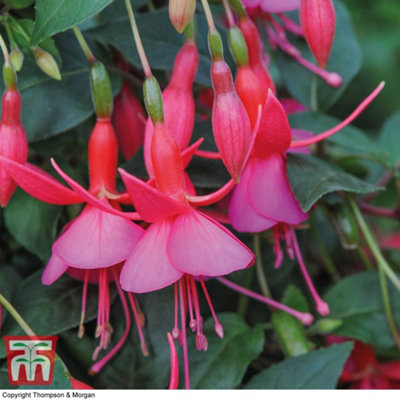 Fuchsia Whip (Hardy) Display 10.5cm Pot x 3