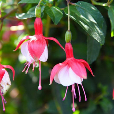 Fuchsia Whip (Hardy) Snowcap 9cm Pot x 1