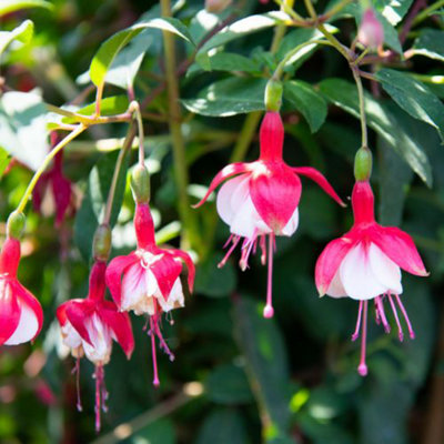 Fuchsia Whip (Hardy) Snowcap 9cm Pot x 1