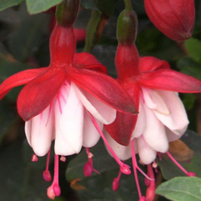 Fuchsia Whip (Hardy) Snowcap 9cm Pot x 1