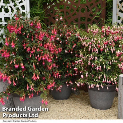 Fuchsia Whip Trio Collection 9cm Potted Plant x 3