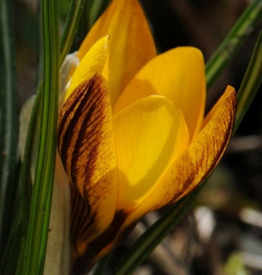 Fuscotinctus Specie Crocus Bulbs (200 Bulbs) | DIY at B&Q