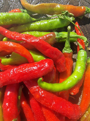 Fushimi Sweet Pepper Chilli Seeds - 10 Fresh Seeds