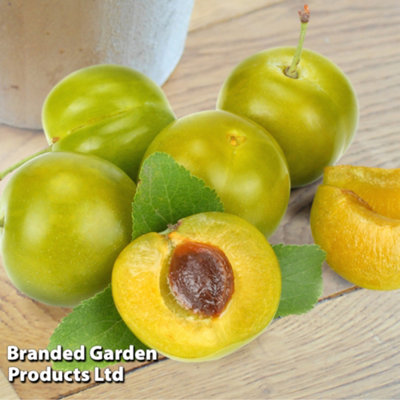 Gage Tree Reine Claude Doree 1 Bare Root Tree