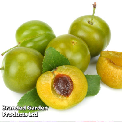 Gage Tree Reine Claude Doree 1 Bare Root Tree