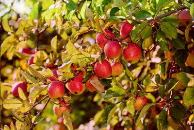 Gala Apple (Malus) Tree - 7Ltr Bareroot