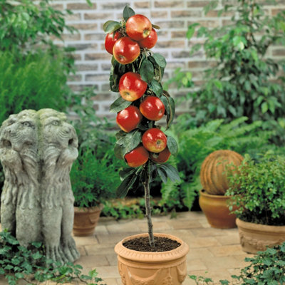 Gala Apple Tree - RHS Award-Winning Sweet Thin-Skinned Self-Fertile ...