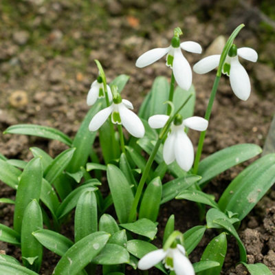 Galanthus ikariae Rare Late Snowdrop Large Bold Flowers Dark Green ...