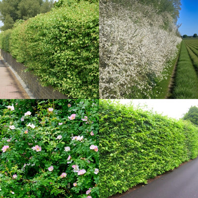 Garden 20 x Bare Root Hedging Mix - Traditional & Hardy Native Hedge ...