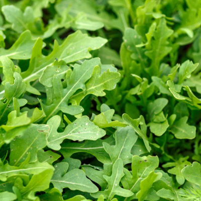 Garden Rocket Coltivata Vegetable for Planting UK 1000 Seeds