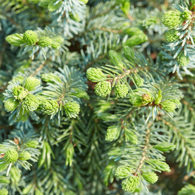 Gardeners Dream Picea Nidiformis (9cm) | DIY at B&Q
