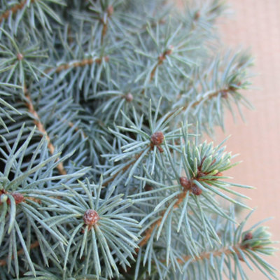 Gardeners Dream Picea Sanders Blue (9cm) | DIY at B&Q