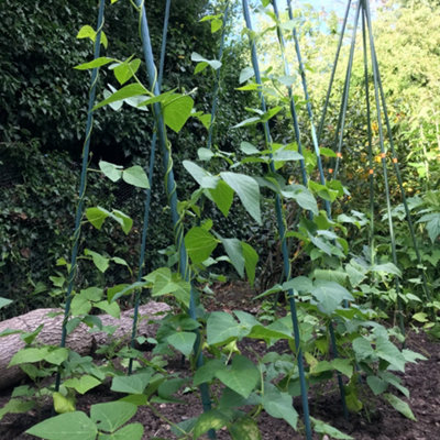 GardenSkill Bean Buddy Heavy Duty Runner Bean Frame & Climbing Plant ...