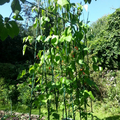GardenSkill Easy Grow Runner Bean Frame & Climbing Plant Support Garden ...