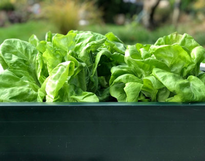 GardenSkill Garden Raised Bed 3x2x0.15m H - Extendable Vegetable ...