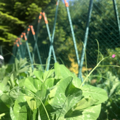 GardenSkill Pea Master Heavy Duty Pea Frame & Climbing Plant Support ...