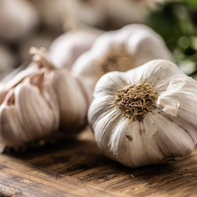 Garlic Bulbs Marco x 4 - Easy to Grow Hardy Bulbs Ready to Plant in UK ...