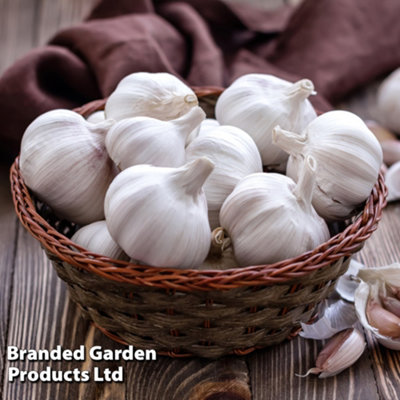 Garlic (Spring & Autumn) Cledor 4 Bulbs