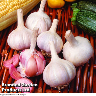 Garlic (Spring) Flavor 2 Bulbs