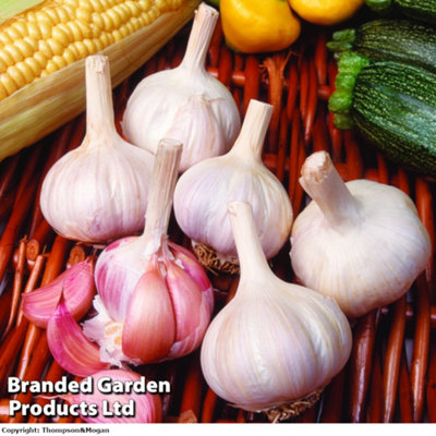 Garlic (Spring) Flavor 4 Bulbs