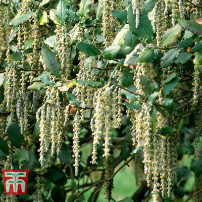 Garrya Issaquahensis (Silk Tassel Bush) Elliptica 3.5 Litre Potted ...