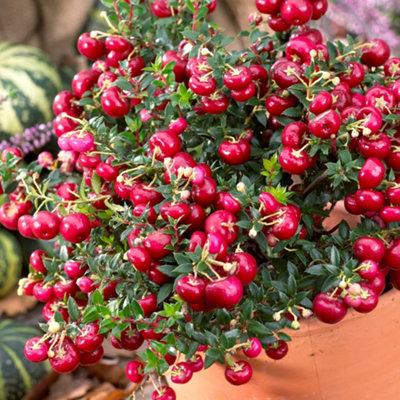 Gaultheria Bells Seedling Garden Plant - Red Berries, Compact Size (20 ...
