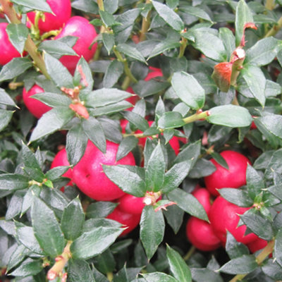 Gaultheria Bells Seedling Garden Plant - Red Berries, Compact Size (20 ...