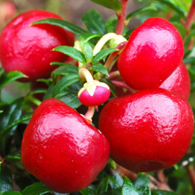 Gaultheria Bells Seedling Garden Plant - Red Berries, Compact Size (20 ...