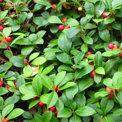 Gaultheria Checkerberry - Vibrant Red Berries, Low-Growing, Compact (20 ...