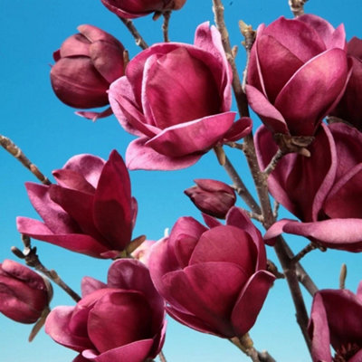 Genie Outdoor Shrub Plant Magnolia Flowering Tree Bush 15L Pot 80cm ...