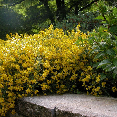 Genista Lydia Garden Plant - Vibrant Yellow Blooms, Compact Size, Hardy ...