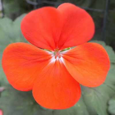Geranium Antiks Orange 9cm Potted Plant x 1