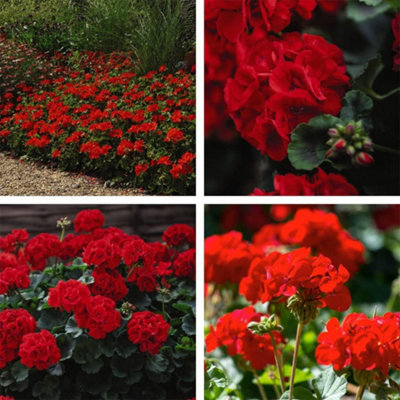 Geranium Best Red -24 Plug Plants - Summer Colour, Ideal For Patio ...