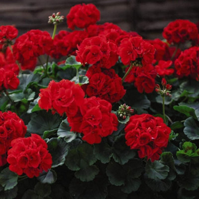 Geranium Best Red -24 Plug Plants - Summer Colour, Ideal For Patio ...