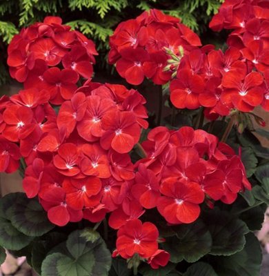 Geranium Best Red -24 Plug Plants - Summer Colour, Ideal For Patio ...